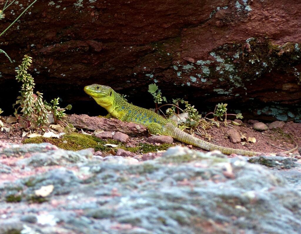 Ocellated Lizard from 83680 La Garde-Freinet, France on May 11, 2015 at ...
