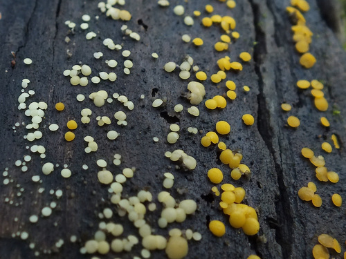 Bispora pallescens · iNaturalist