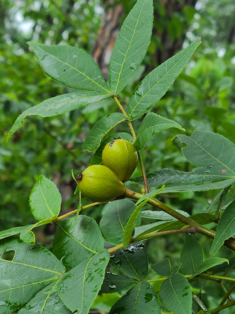 sand hickory from Lexington, SC 29073, USA on May 21, 2023 at 11:23 AM ...