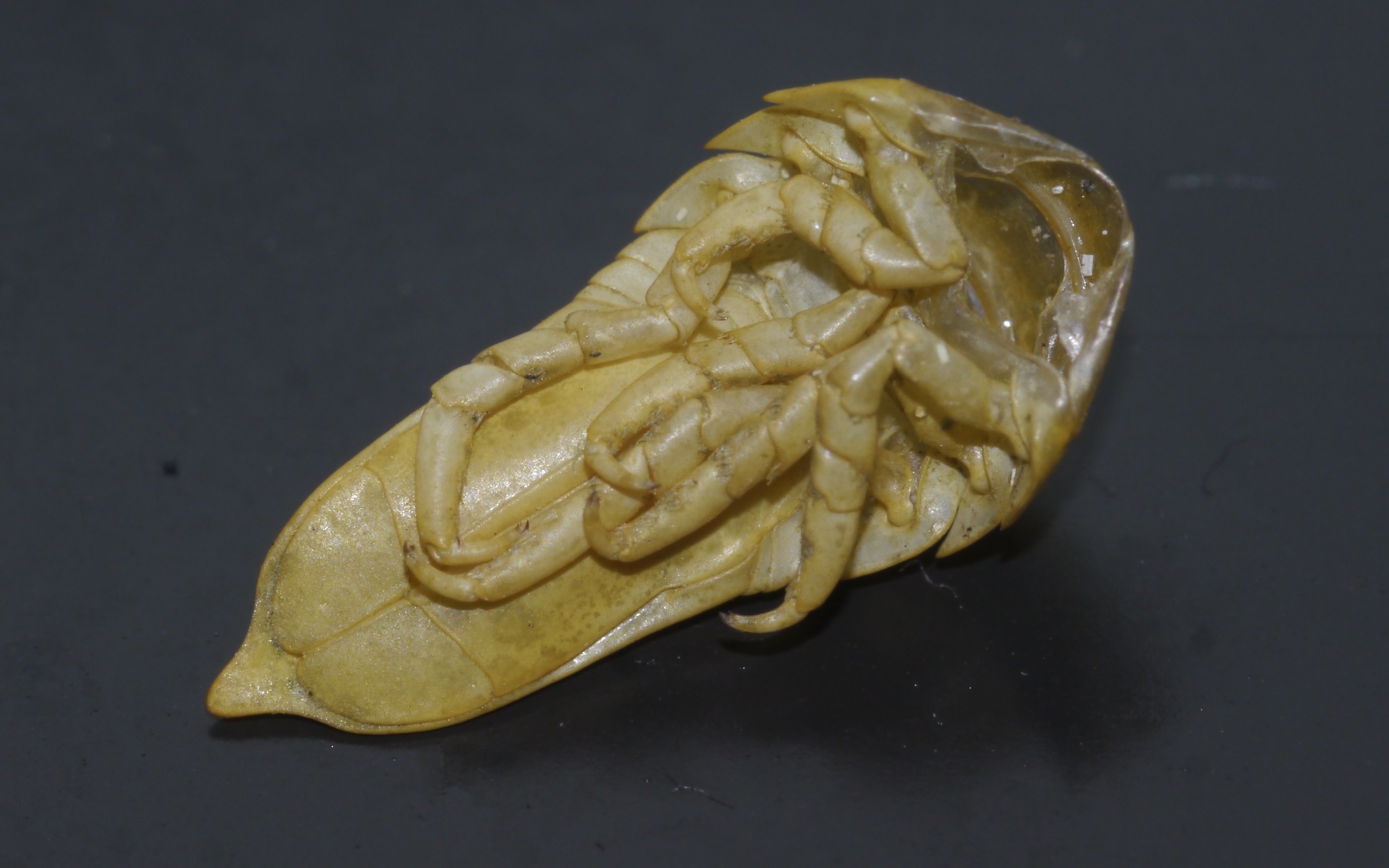 Idotea granulosa Rathke, 1843