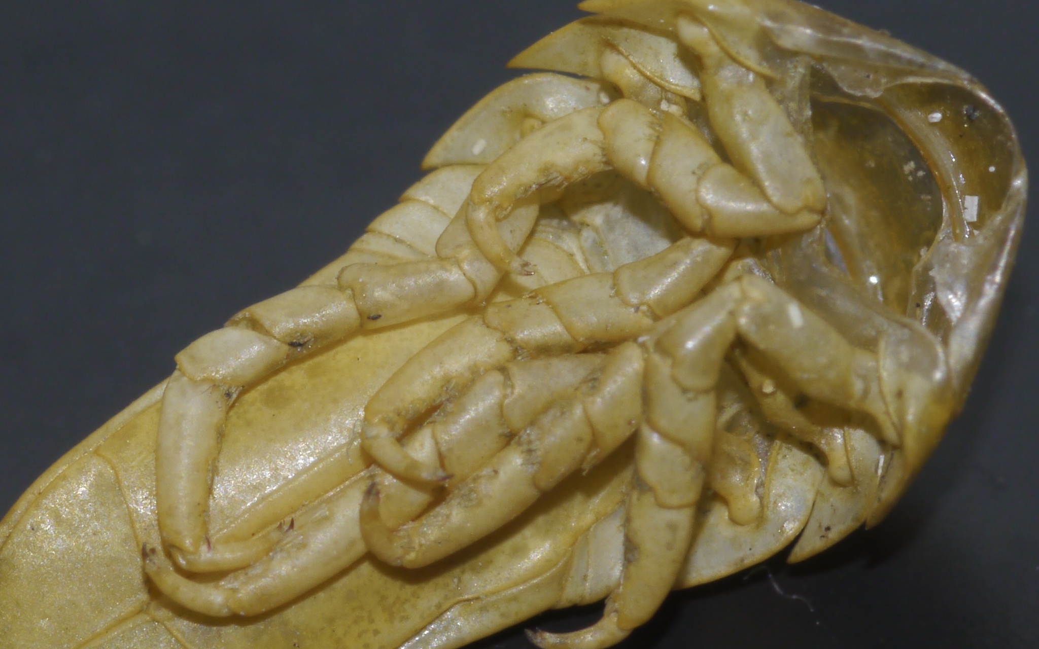 Idotea granulosa Rathke, 1843