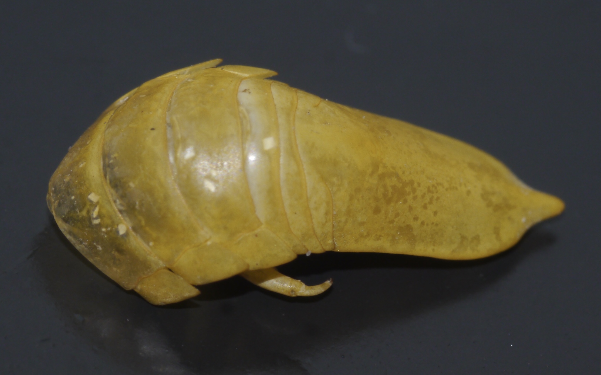 Idotea granulosa Rathke, 1843