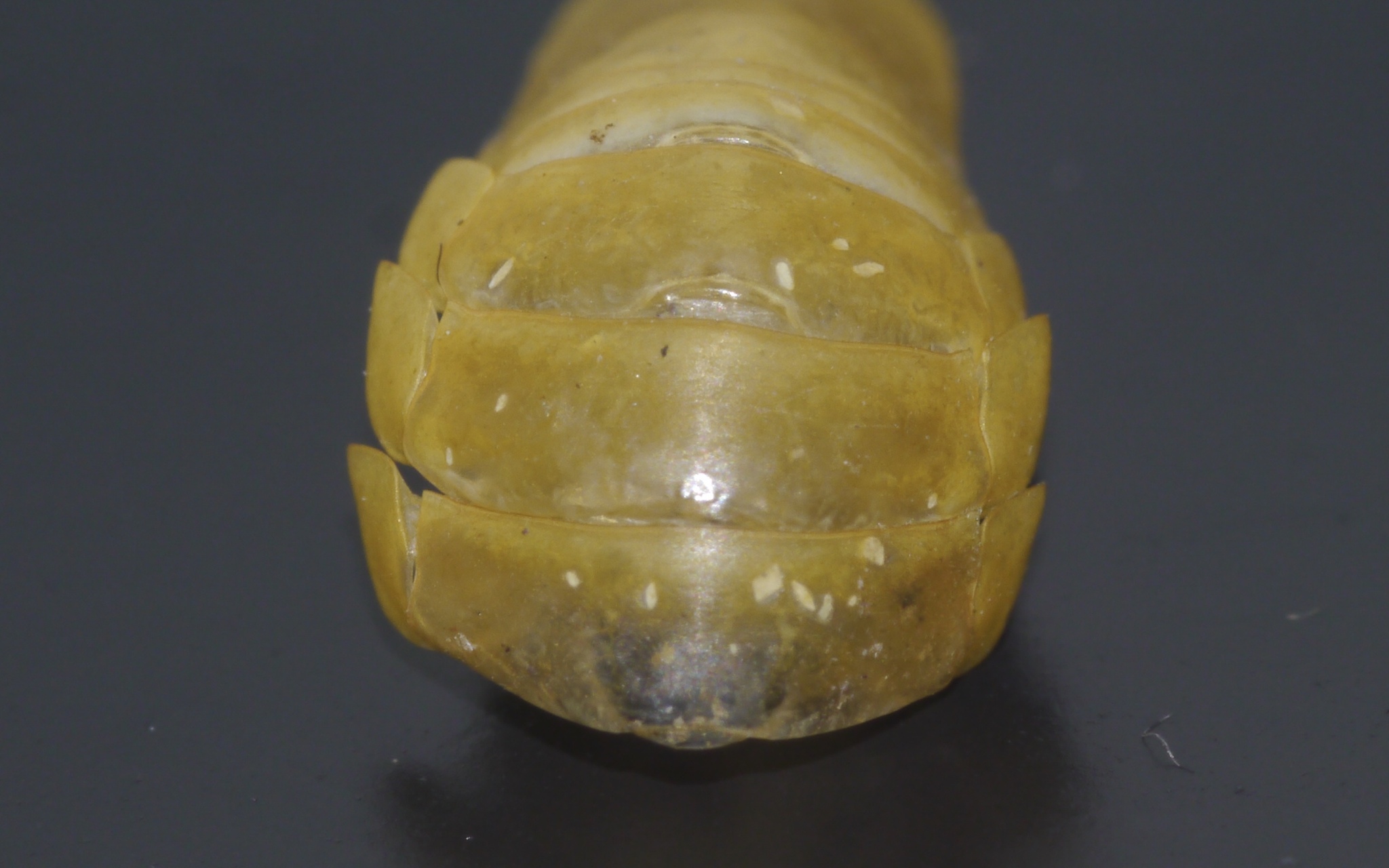 Idotea granulosa Rathke, 1843