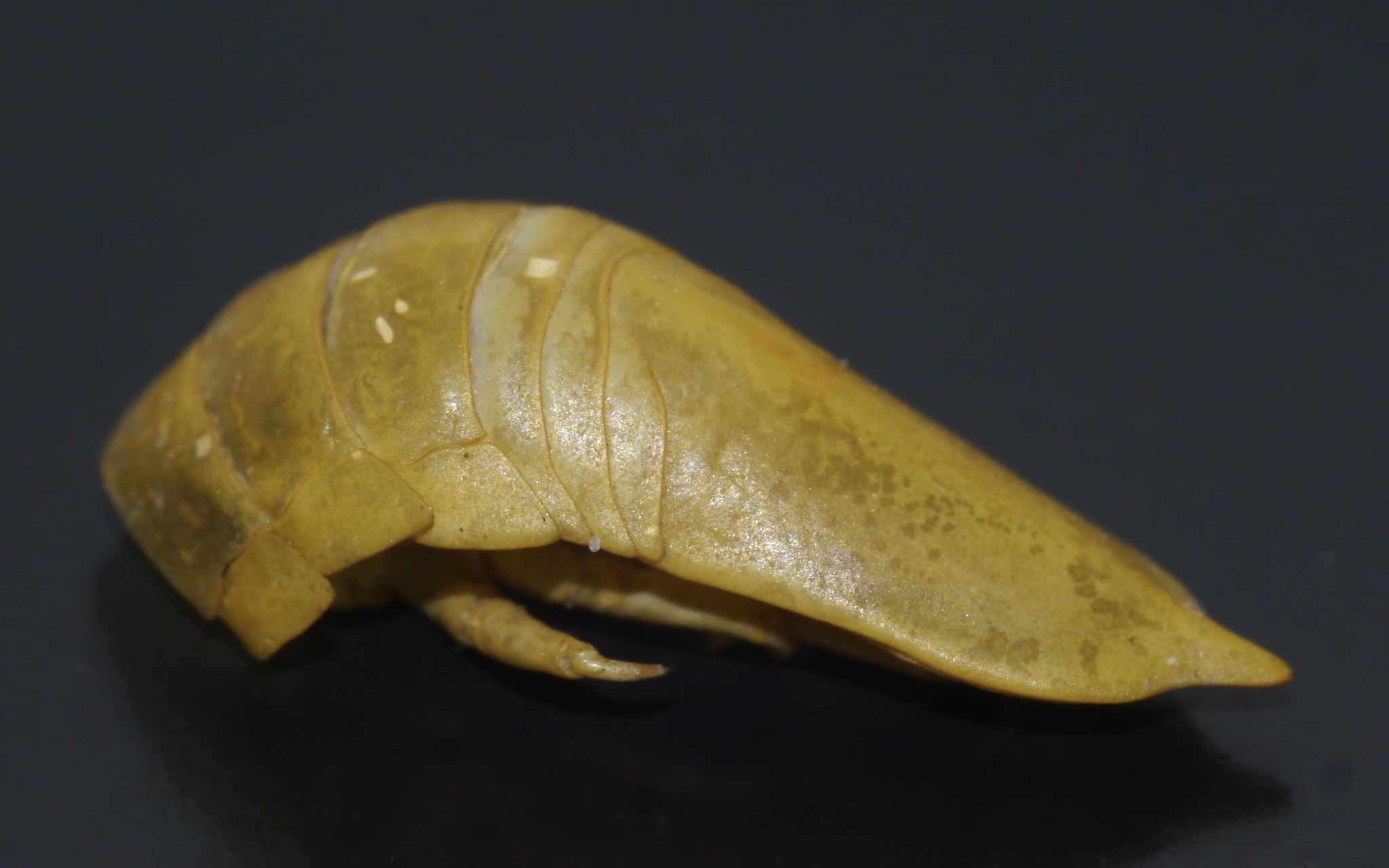 Idotea granulosa Rathke, 1843