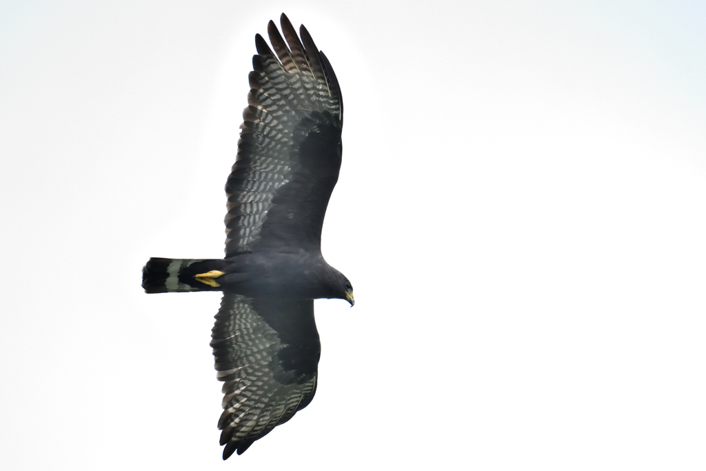 Zone-tailed Hawk from Bustamante, N.L., México on May 21, 2023 at 02:02 ...
