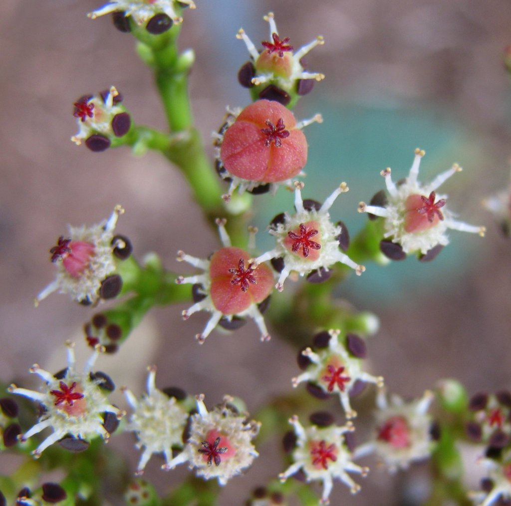 Chamaesyce (Plants of the American River Parkway) · iNaturalist