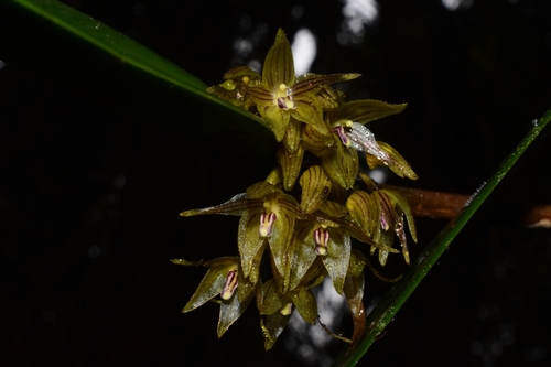 Myoxanthus exasperatus · iNaturalist Mexico