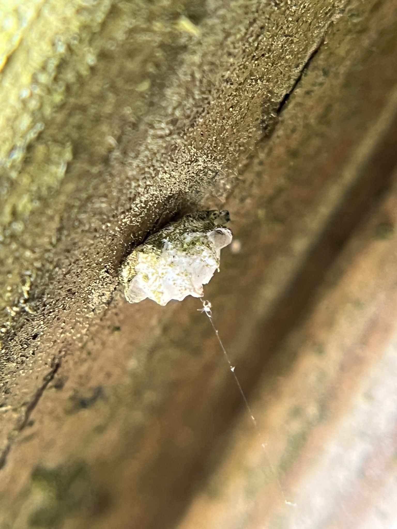 Epipyropidae