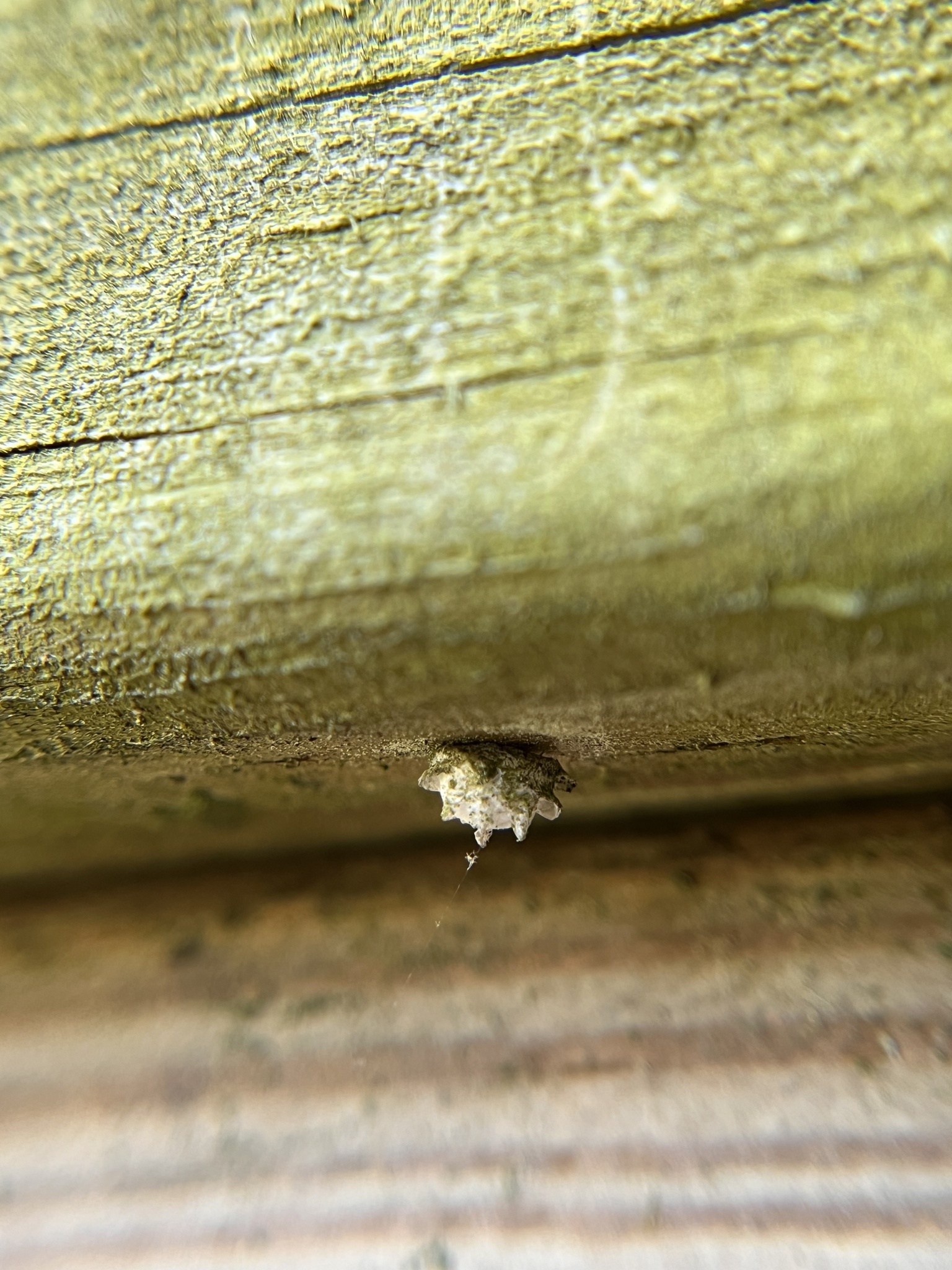 Epipyropidae