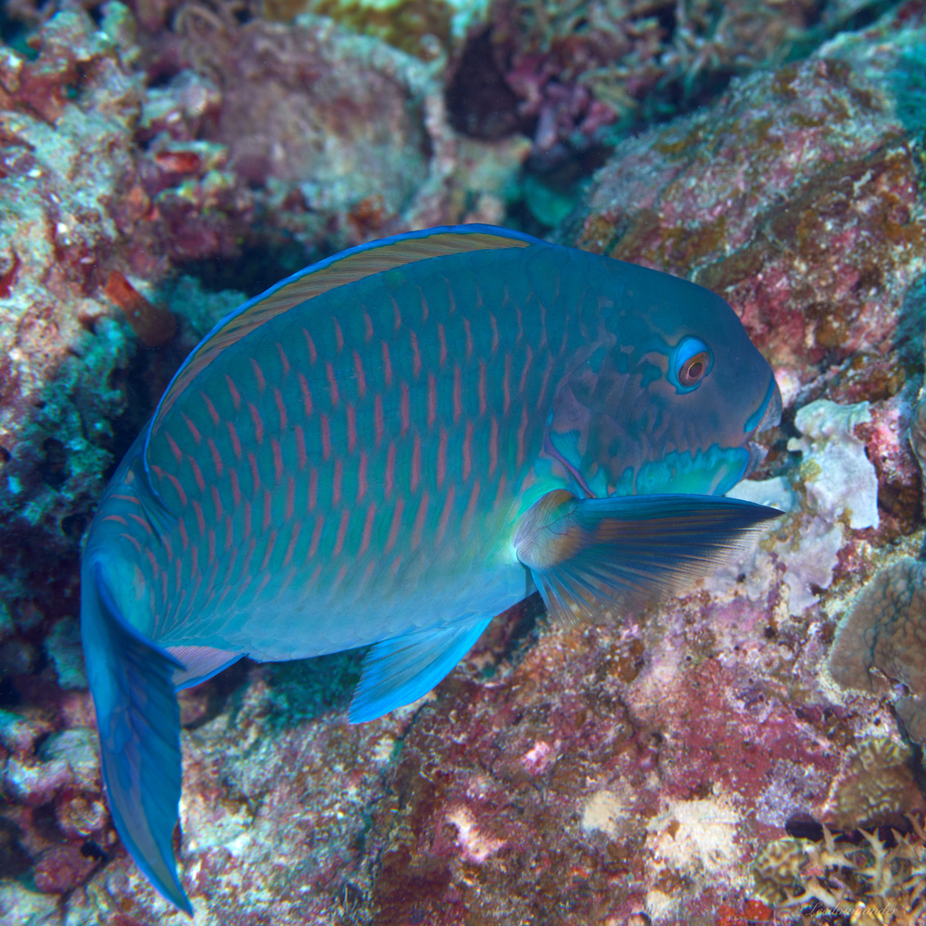 Steephead Parrotfish from Cook, QLD, Australia on May 9, 2023 at 01:28 ...