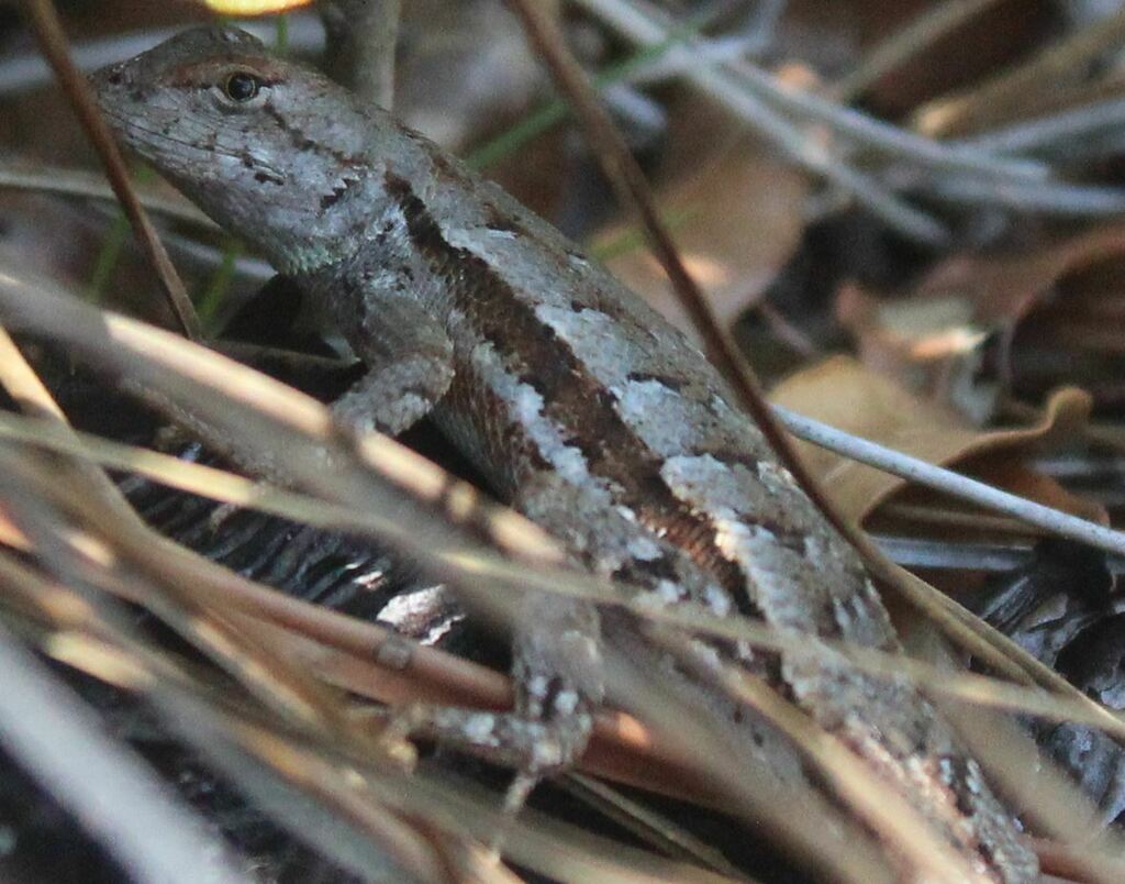 Florida Scrub Lizard in May 2023 by Mikie Green · iNaturalist
