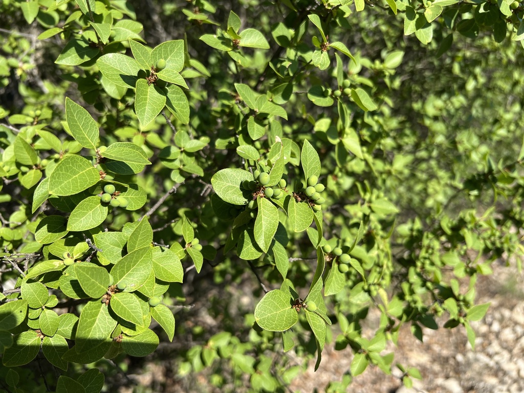 Netleaf Forestiera from Sutton County, TX, USA on September 23, 2022 at ...