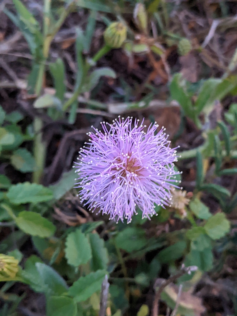sunshine mimosa from Rosewood, Austin, TX 78702, USA on May 15, 2023 at ...