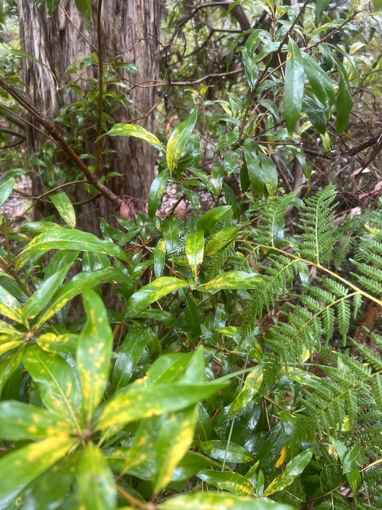 Banyalla from Red Hill Ward, Merricks North, VIC, AU on May 19, 2023 at ...