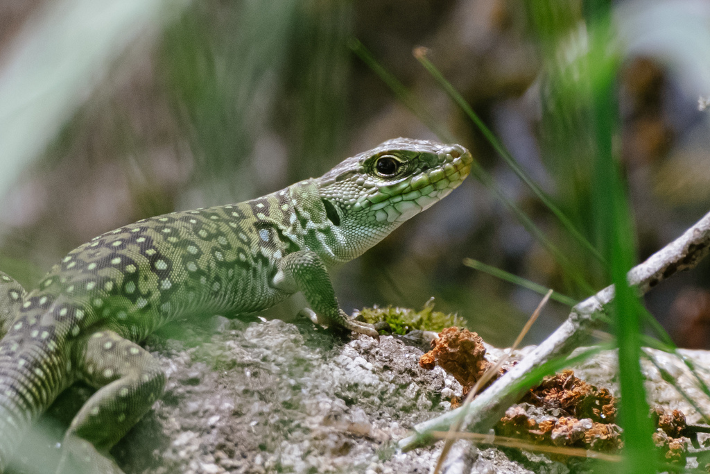 Ocellated Lizard from 5060 S. Martinho de Anta, Portugal on May 21 ...