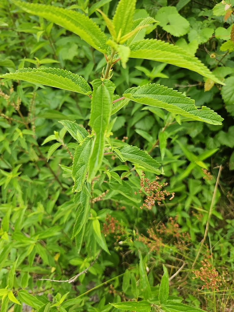 false nettle from Lake City on May 21, 2023 at 06:26 PM by Brook Jessup ...