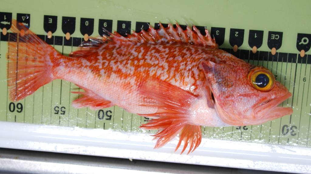 rascacio ombligo (Peces del Mediterráneo) · iNaturalist