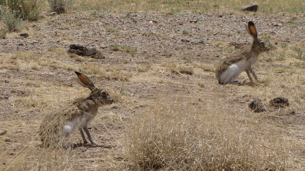 White-sided Jackrabbit in May 2017 by R_Rodríguez · iNaturalist