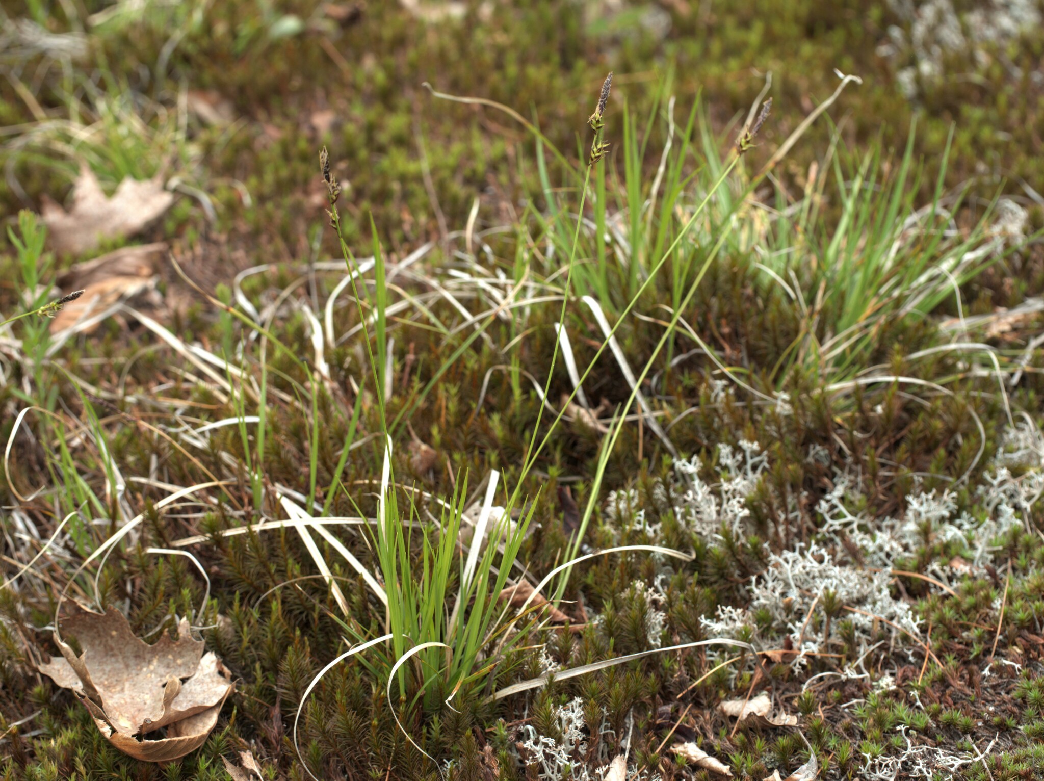Carex lucorum Willd.
