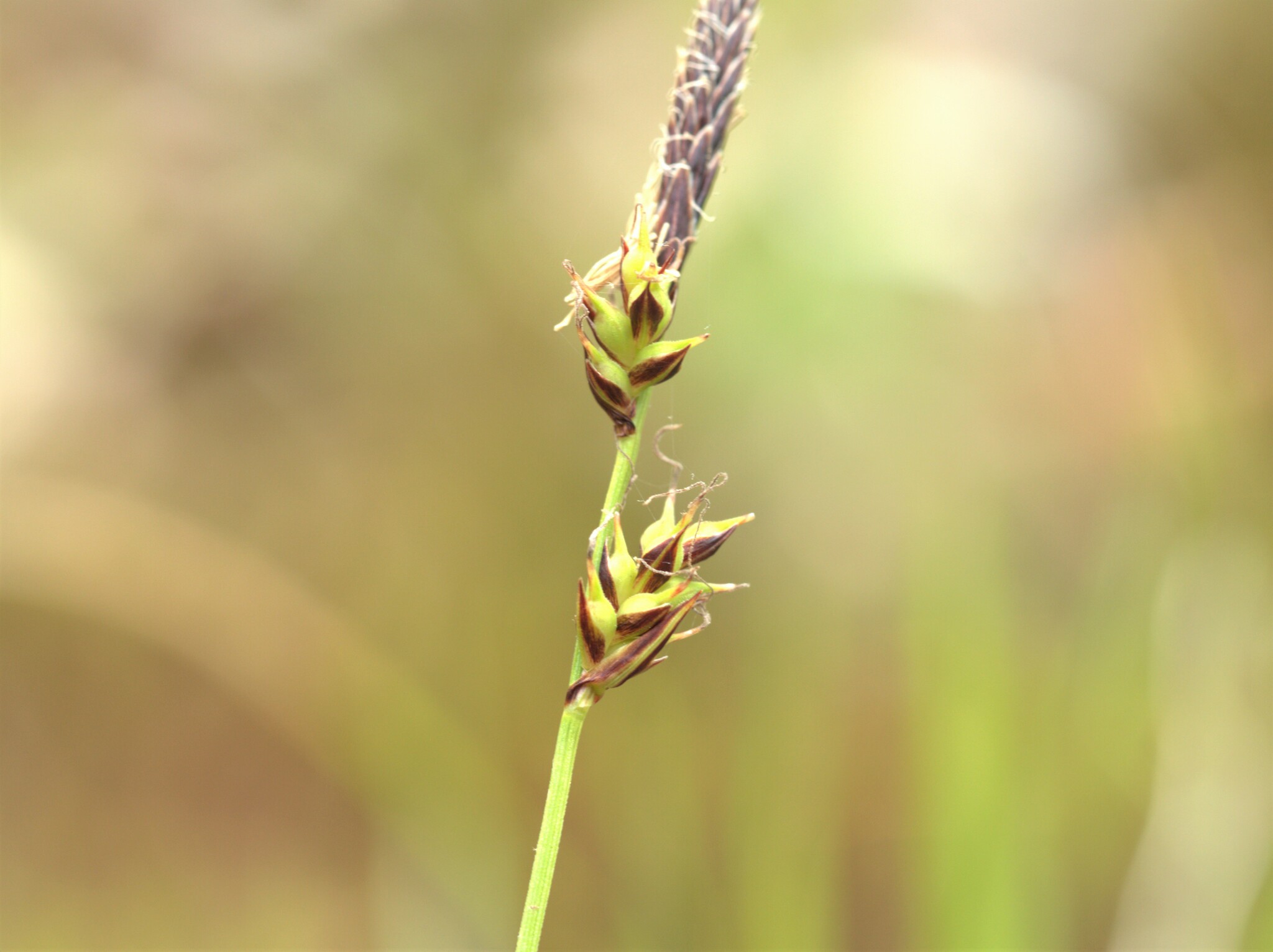 Carex lucorum Willd.