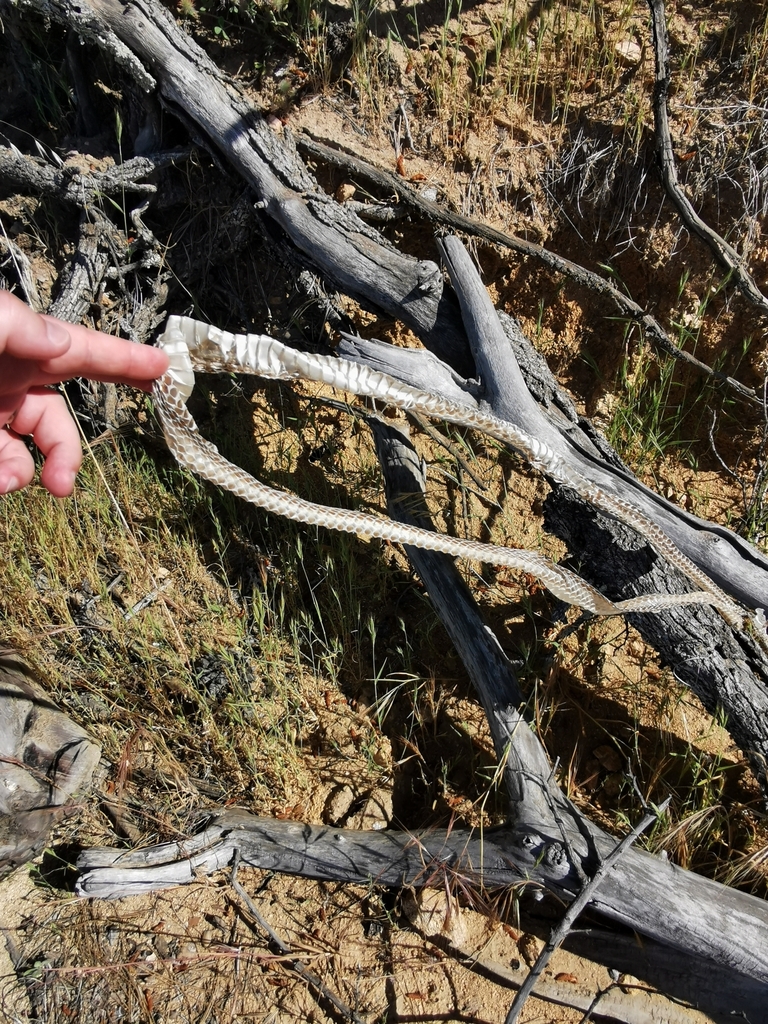 Striped Racer from El Dorado Hills, CA, USA on May 21, 2023 at 09:41 AM ...