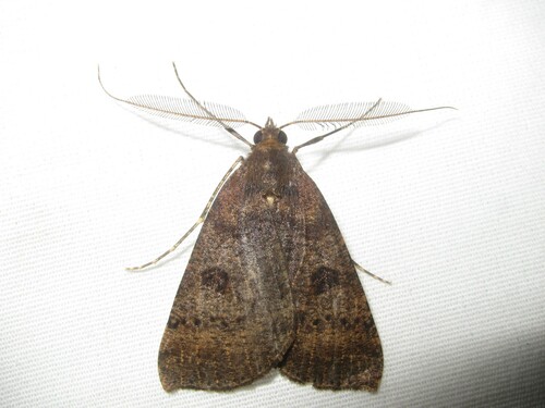 Scotorythra rara · iNaturalist Ecuador