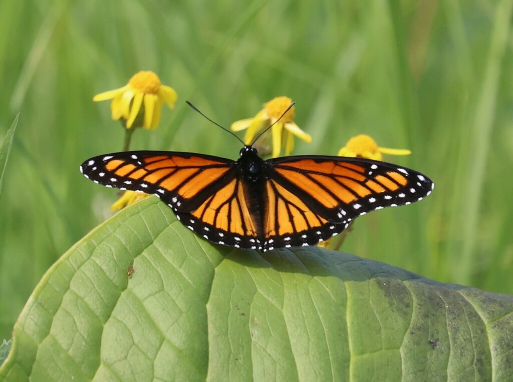 Viceroy from Pearl's Fen, Greene County, OH, USA on May 21, 2023 at 11: ...