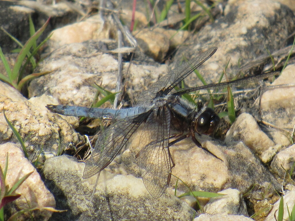 Blue Corporal from Oakes Quarry, Fairborn, OH, USA on May 21, 2023 at ...