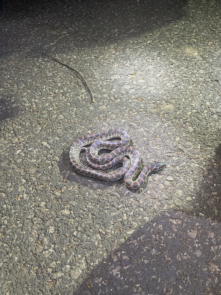 Red-banded Snake from 旺山景区, 苏州市, 江苏省, CN on May 21, 2023 at 09:34 PM by ...