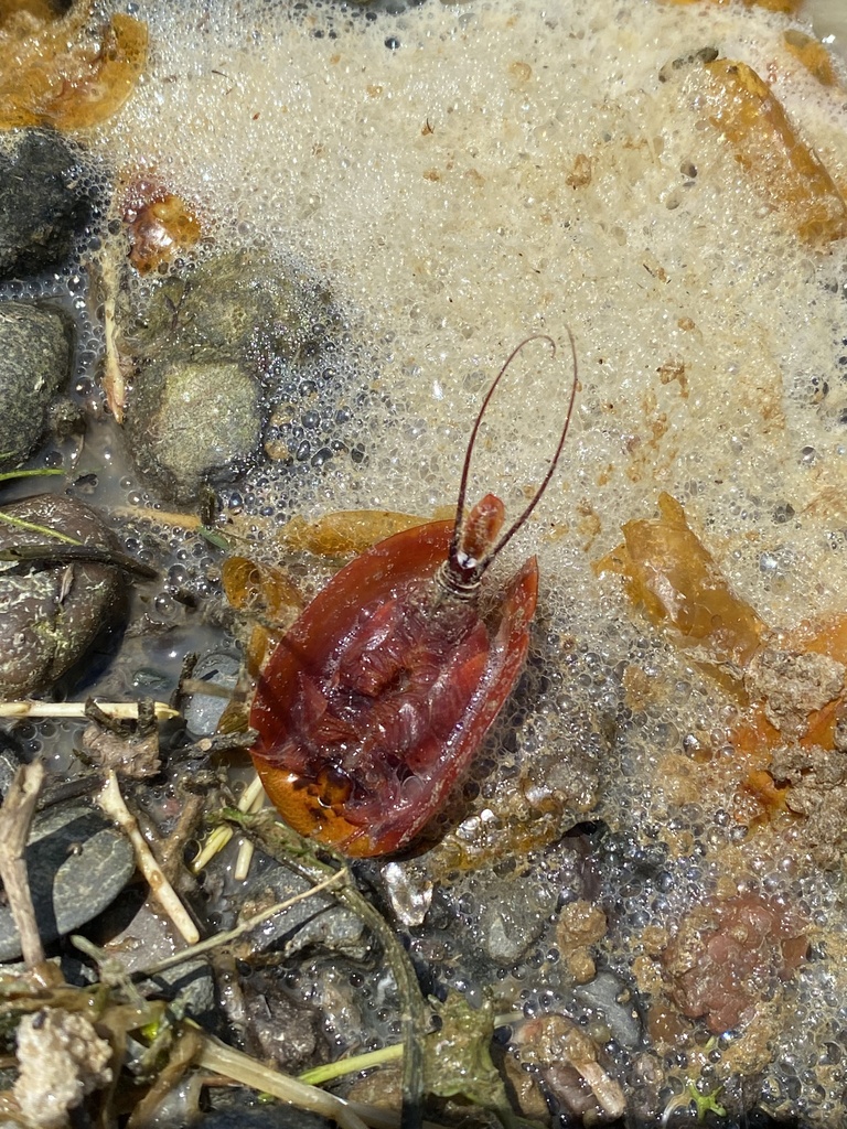 Vernal Pool Tadpole Shrimp in May 2023 by Dylan Winkler · iNaturalist