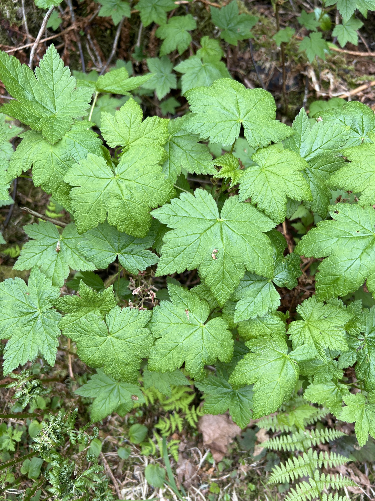 Ribes laxiflorum Pursh
