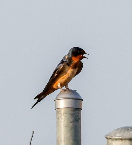 Observations by mrp123 · iNaturalist