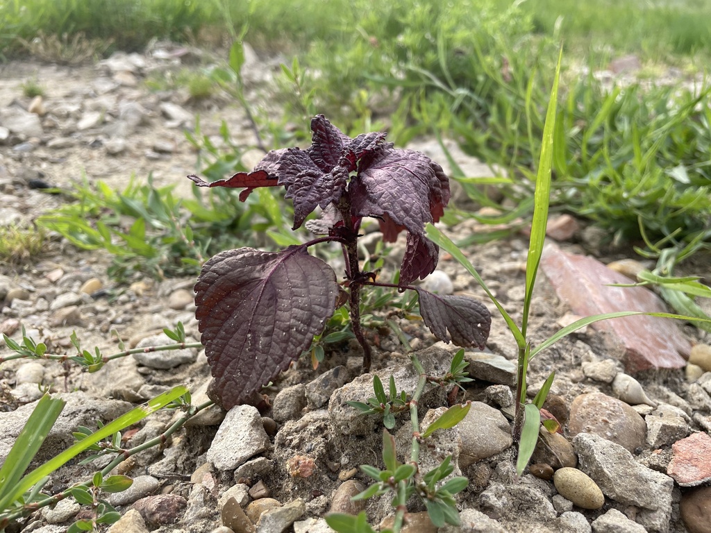beefsteak plant from Canyon Ridge Dr, Rockwall, TX, US on May 21, 2023 ...