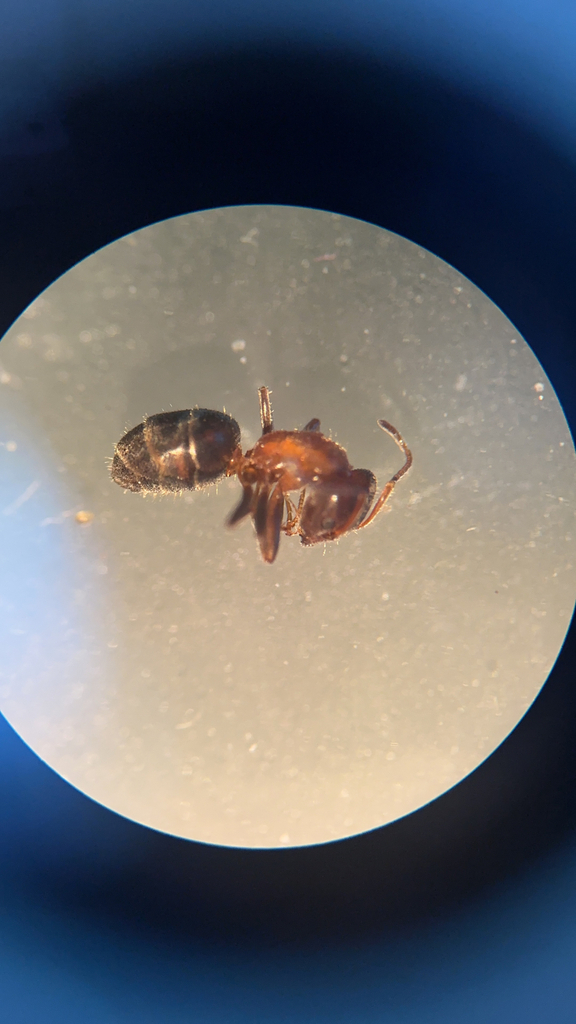 Western Velvety Tree Ant from Atherton on May 18, 2023 at 12:50 PM by a ...