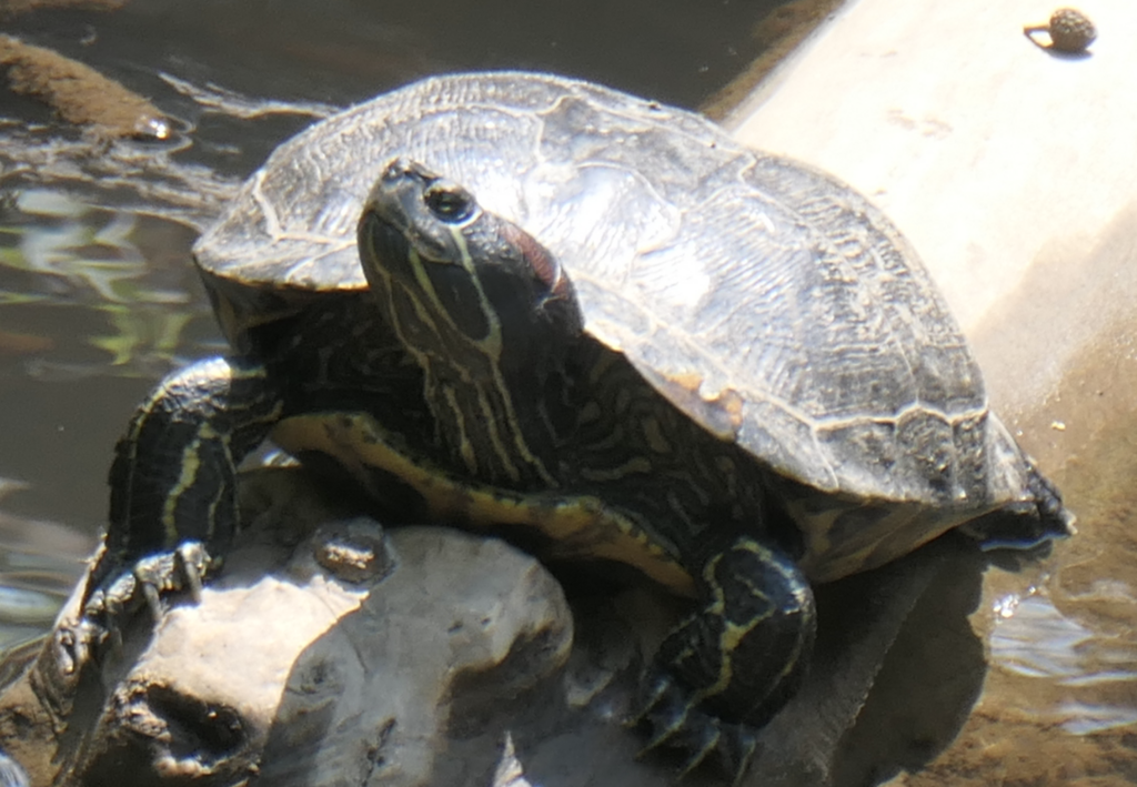 Red-eared Slider from Chevy Chase, MD, USA on May 21, 2023 at 01:35 PM ...