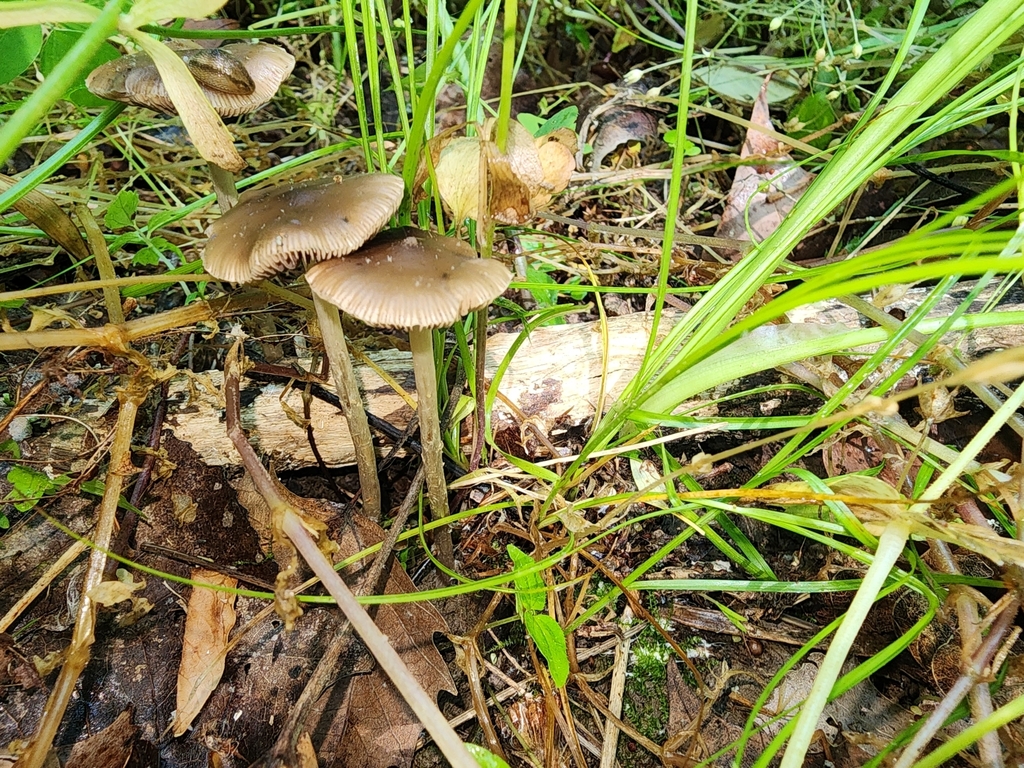 Psychedelic Ovoid Mushroom from Petersburg, KY 41080, USA on May 20 ...