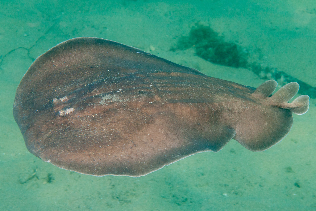 Coffin Ray (Hypnos monopterygius) - Marine Life Identification