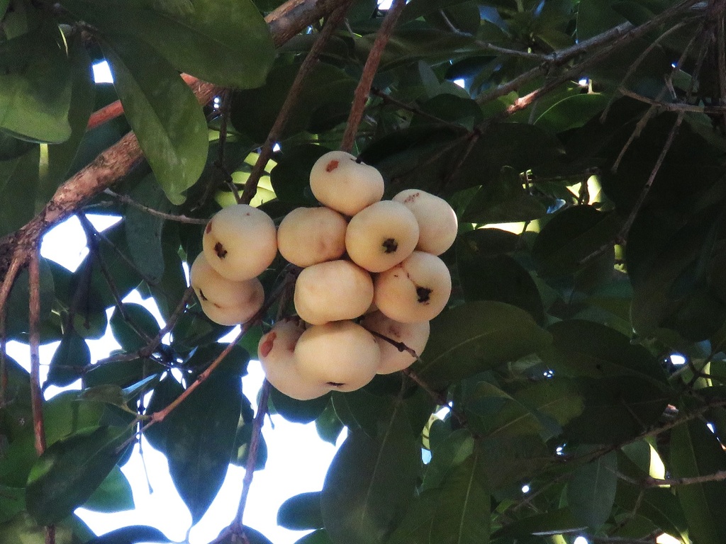 Coolamon Tree (Syzygium moorei) - Botanical Realm