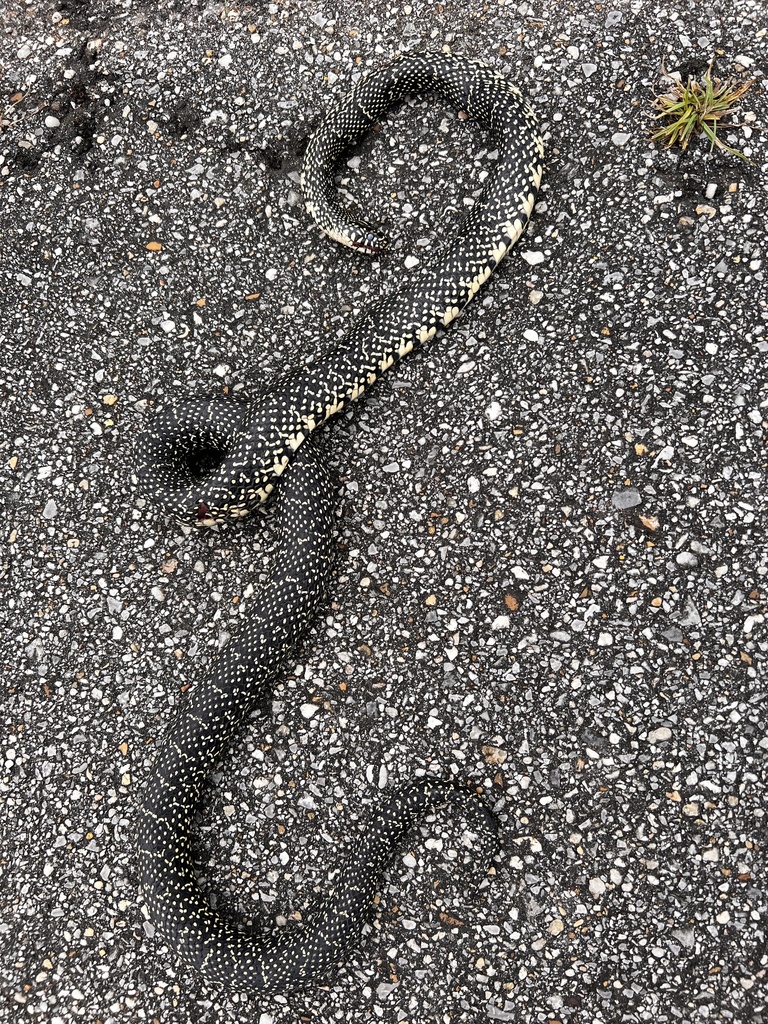 Speckled Kingsnake from SR-28, Alberta, AL, US on May 21, 2023 at 12:10 ...
