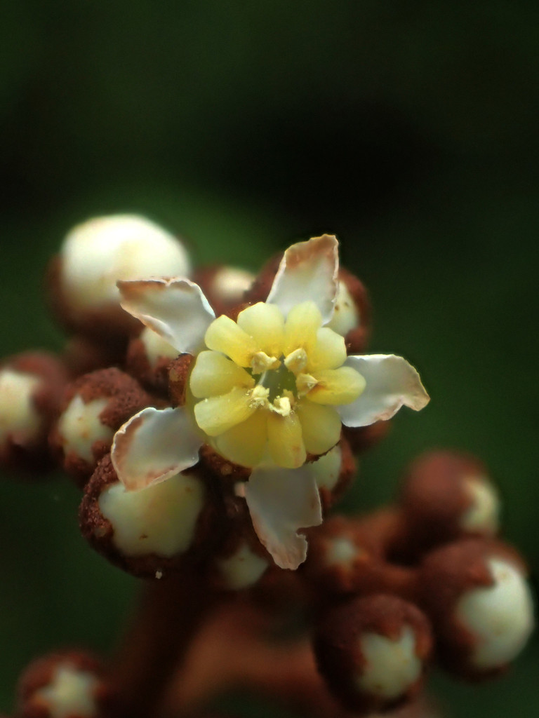 (Astronia) - Botanical Realm