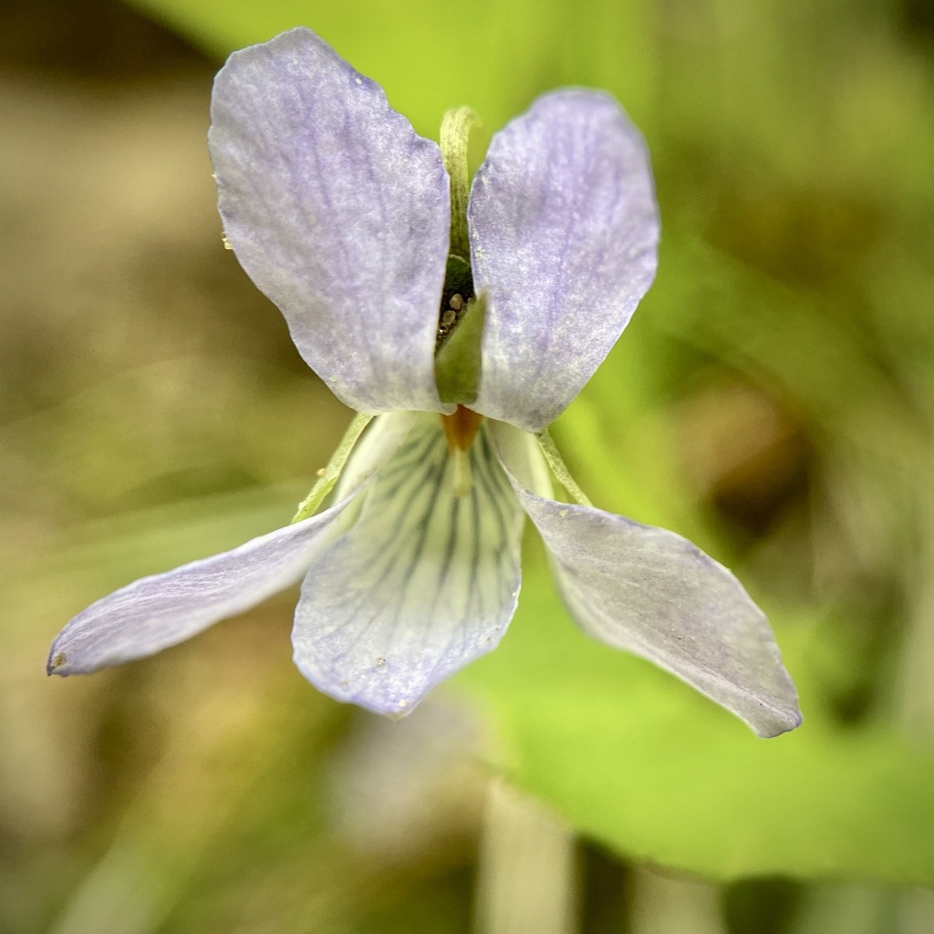 Labrador violet (Viola labradorica) - Botanical Realm