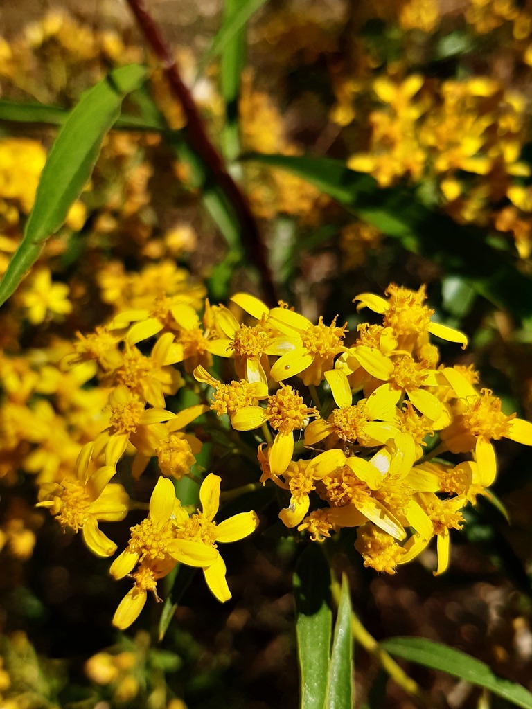 Willow Ragwort from Universidad Autonoma del Estado de Morelos, Cuernavaca, Mor., México on ...