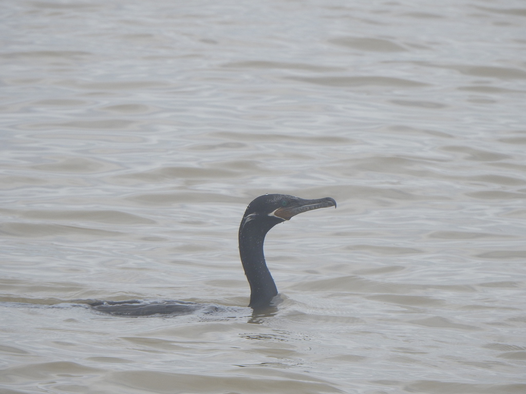 Neotropic Cormorant from Comuna 2, Santa Marta, Magdalena, Colombia on ...