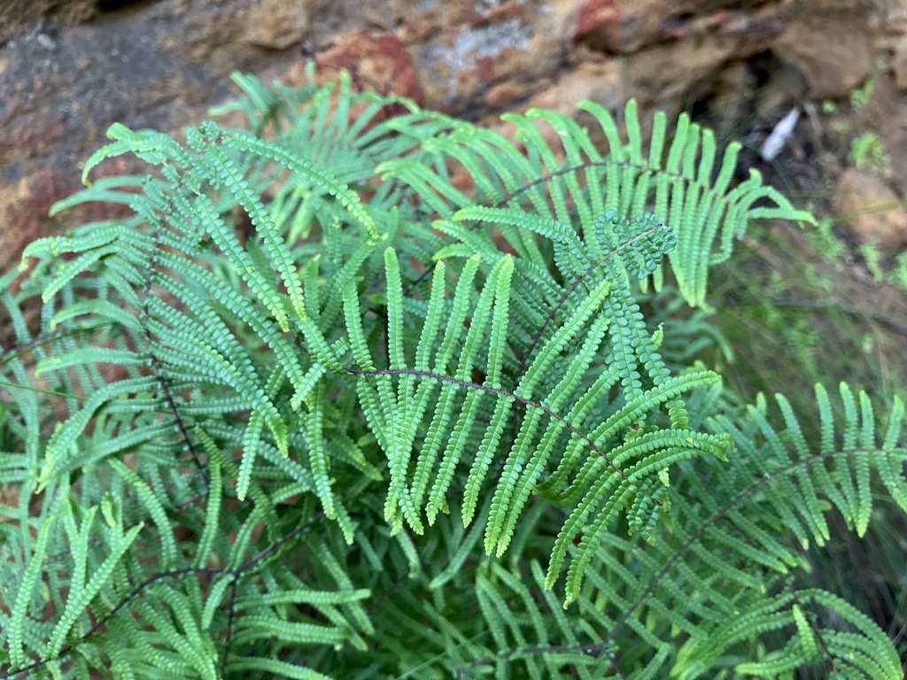Pouched Coral Fern from Cowan NSW 2081, Australia on May 17, 2023 at 09 ...