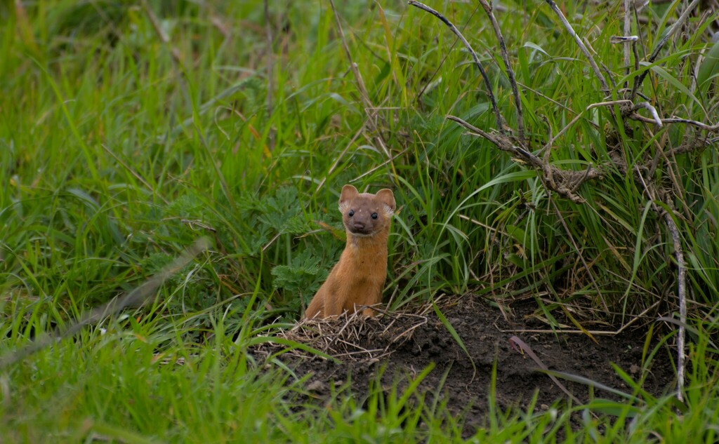 Long-tailed Weasel from Bodega Head, Bodega Bay, CA 94923, USA on March ...