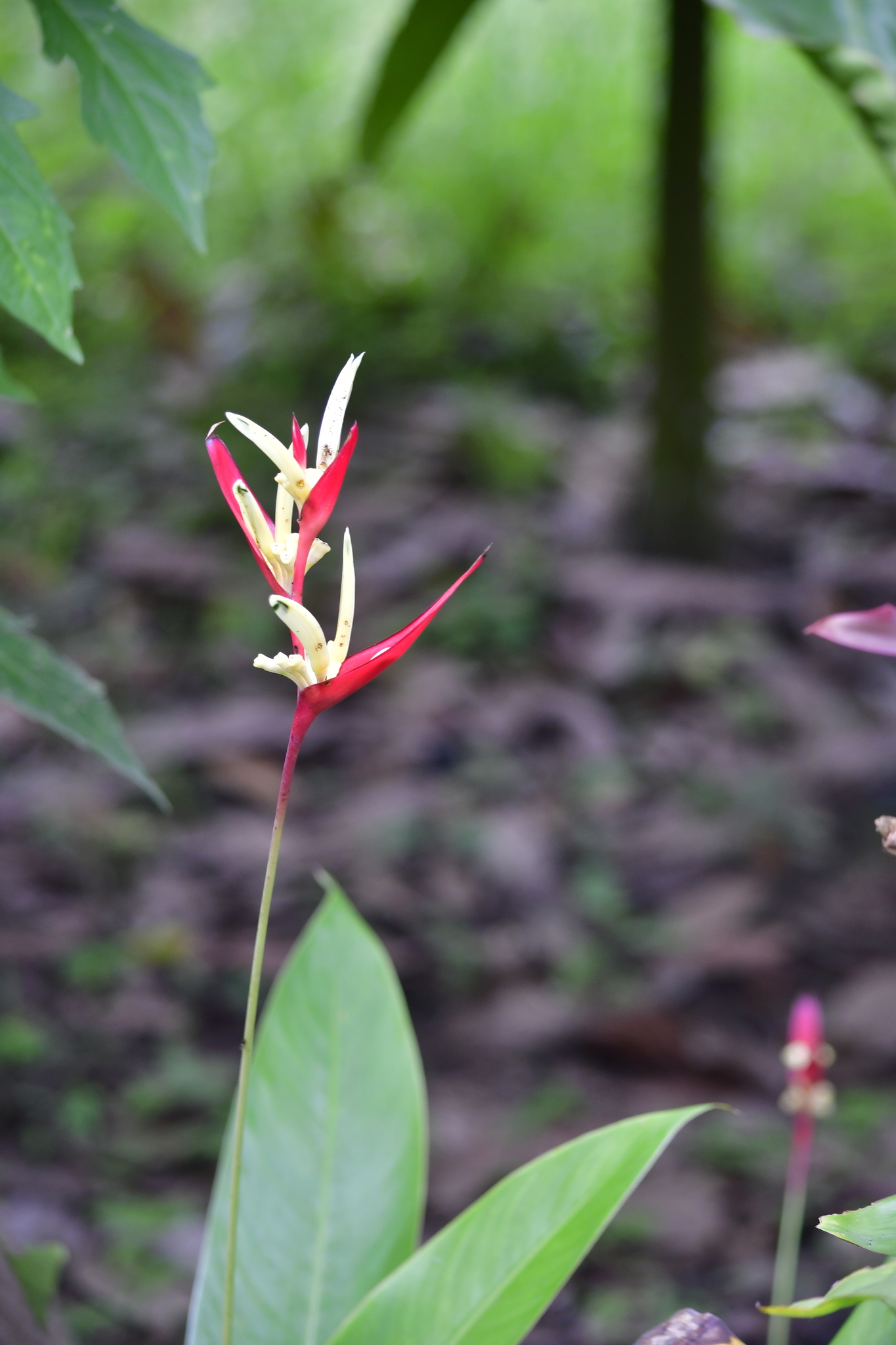 Heliconia vaginalis Benth.