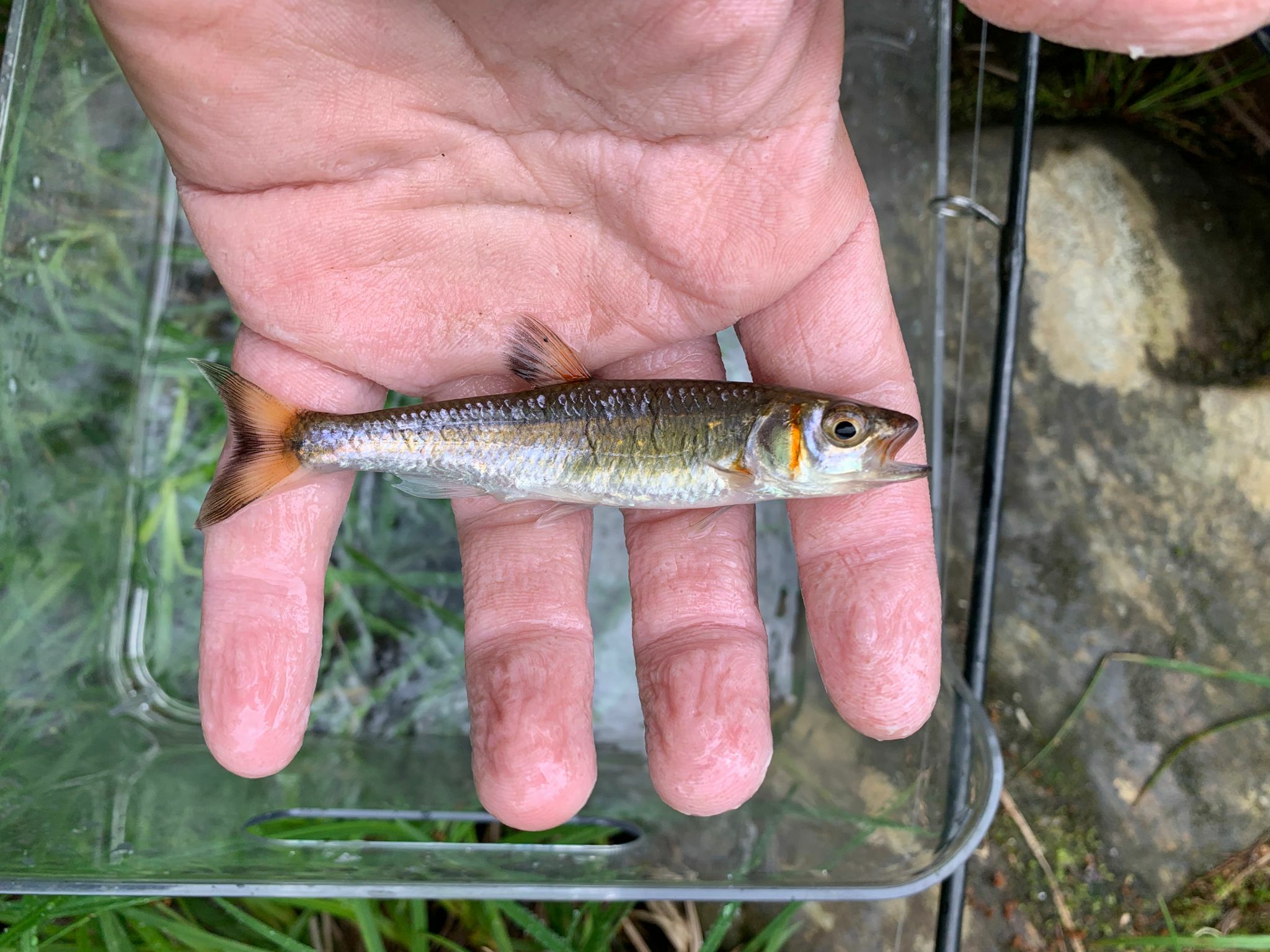 Luxilus coccogenis (Cope, 1868)