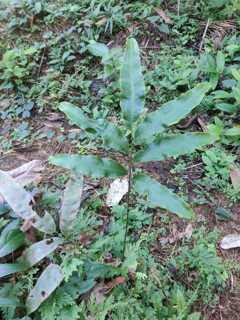 Metaxya rostrata from São Gabriel de Cahoeira, BR-AM, BR on May 18 ...