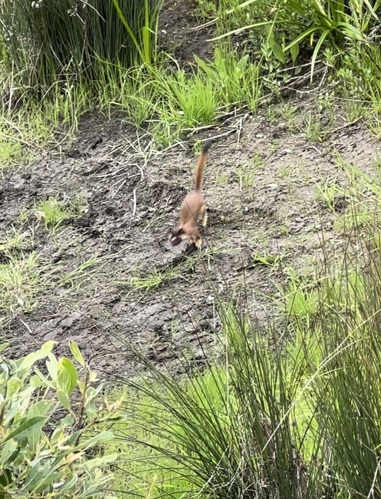 Long-tailed Weasel from Golden Gate National Recreation Area, Pacifica ...