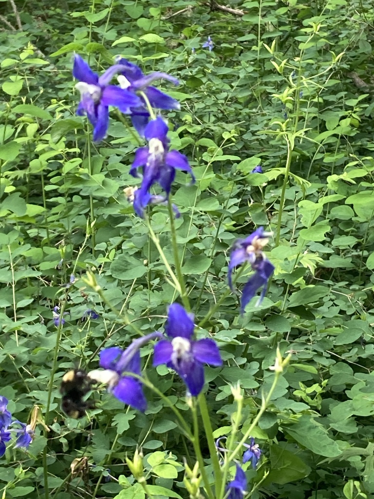 California Bumble Bee from Howard Buford County Park, Springfield, OR ...